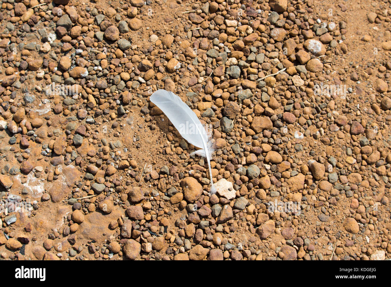 A white seagull feather lies on fine dusty gravel pebbles ...