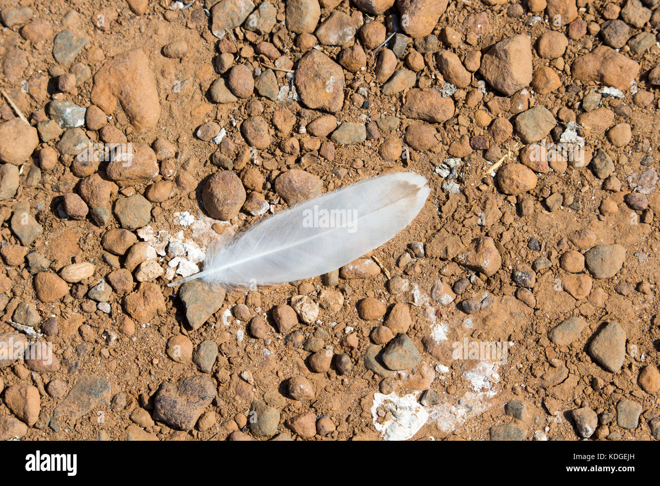 A white seagull feather lies on fine dusty gravel pebbles ...