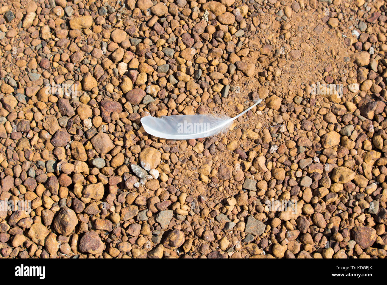 A white seagull feather lies on fine dusty gravel pebbles ...