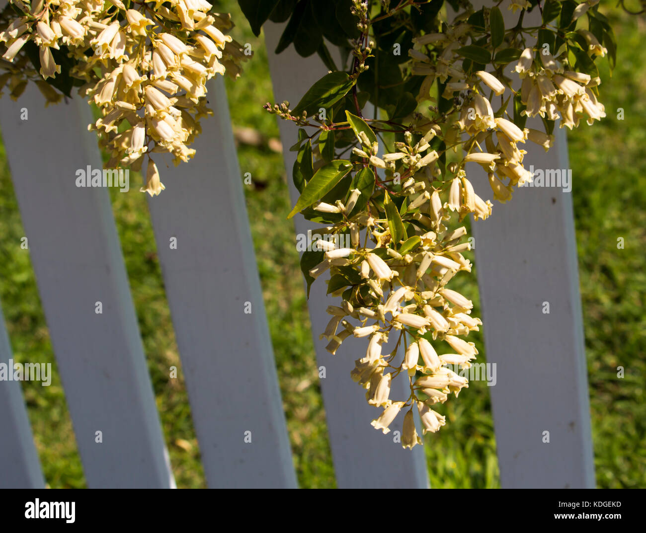 Australian wildflower Pandorea pandorana, the Wonga Wonga Vine, a ...