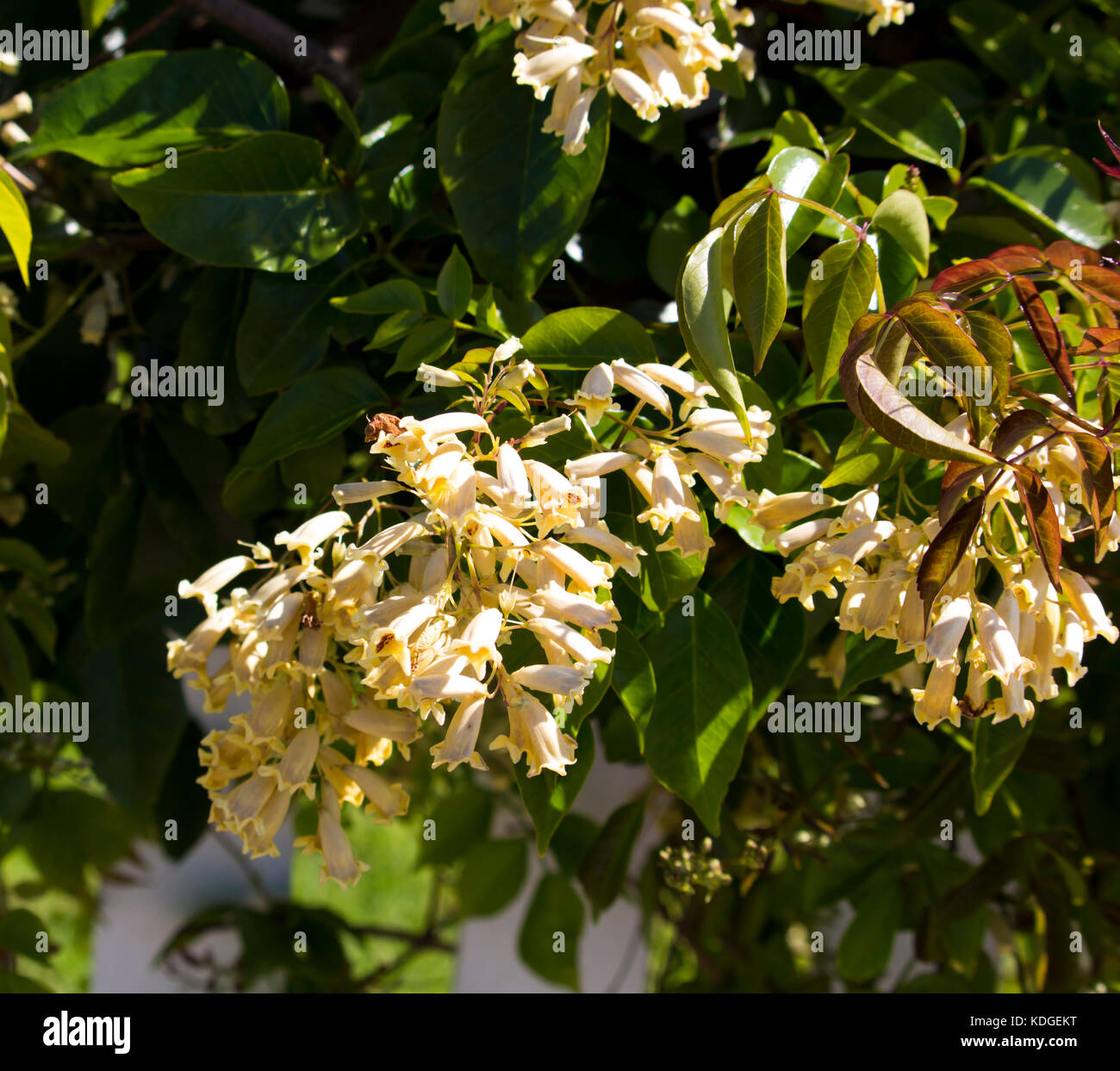 Australian wildflower Pandorea pandorana, the Wonga Wonga Vine, a ...