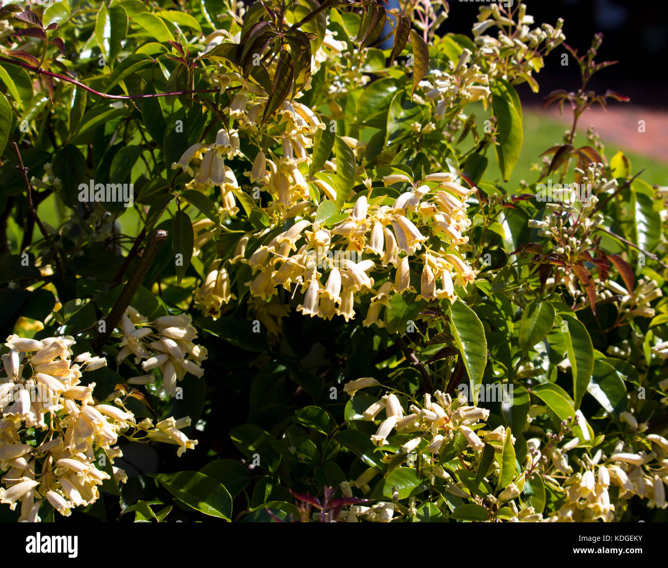 Australian wildflower Pandorea pandorana, the Wonga Wonga Vine, a ...