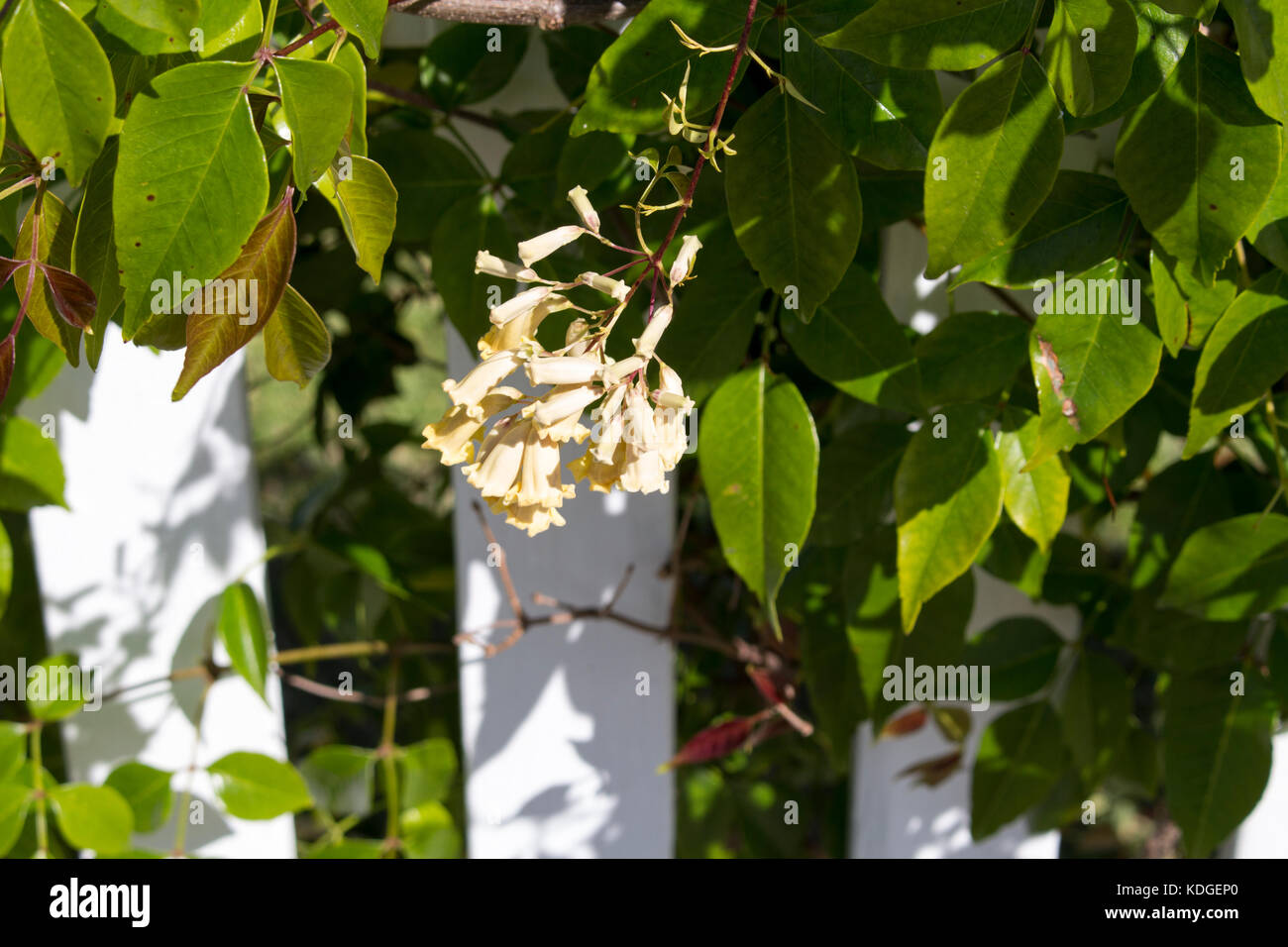 Australian wildflower Pandorea pandorana, the Wonga Wonga Vine, a ...
