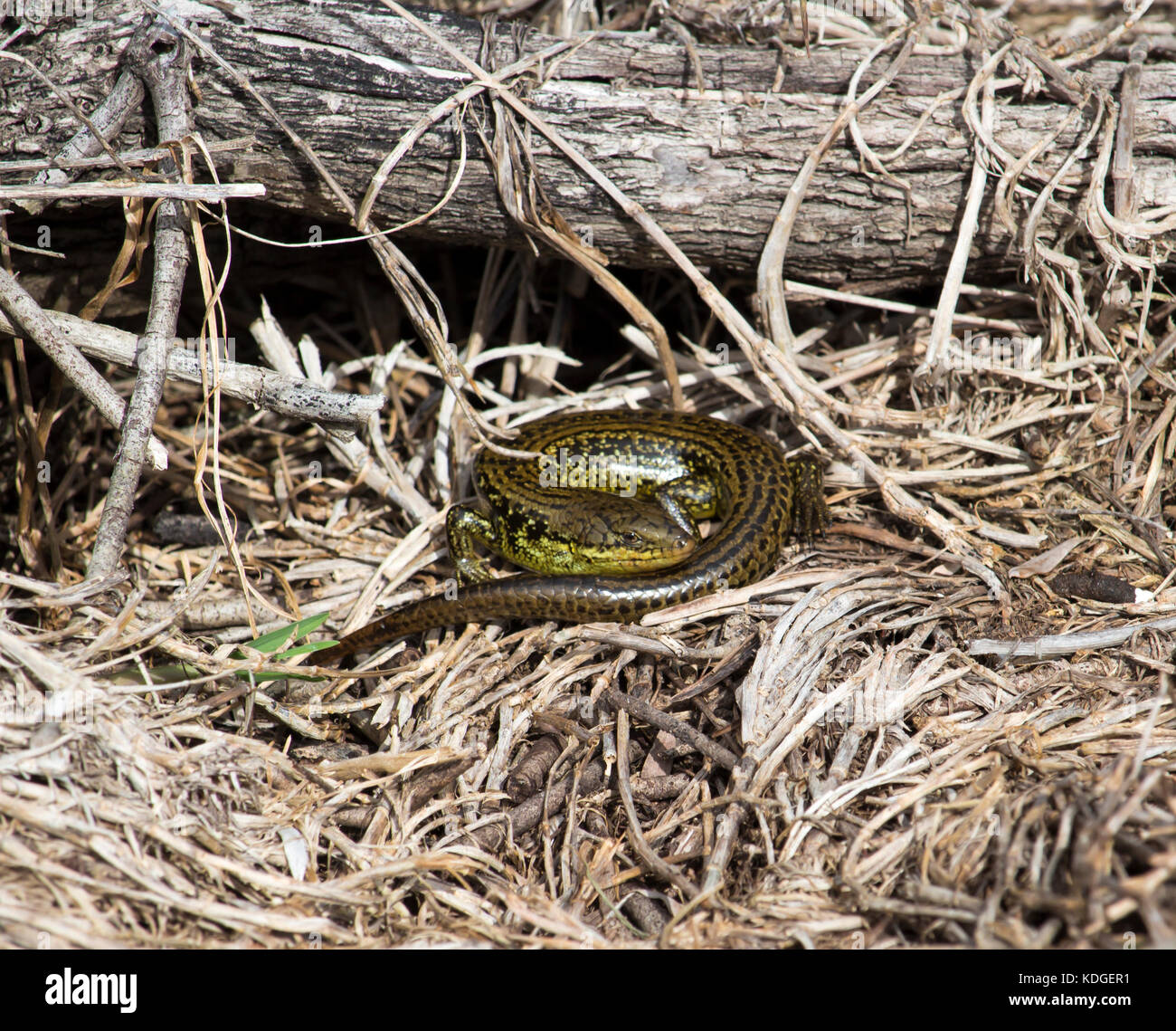 Western glossy swamp skink hi-res stock photography and images - Alamy