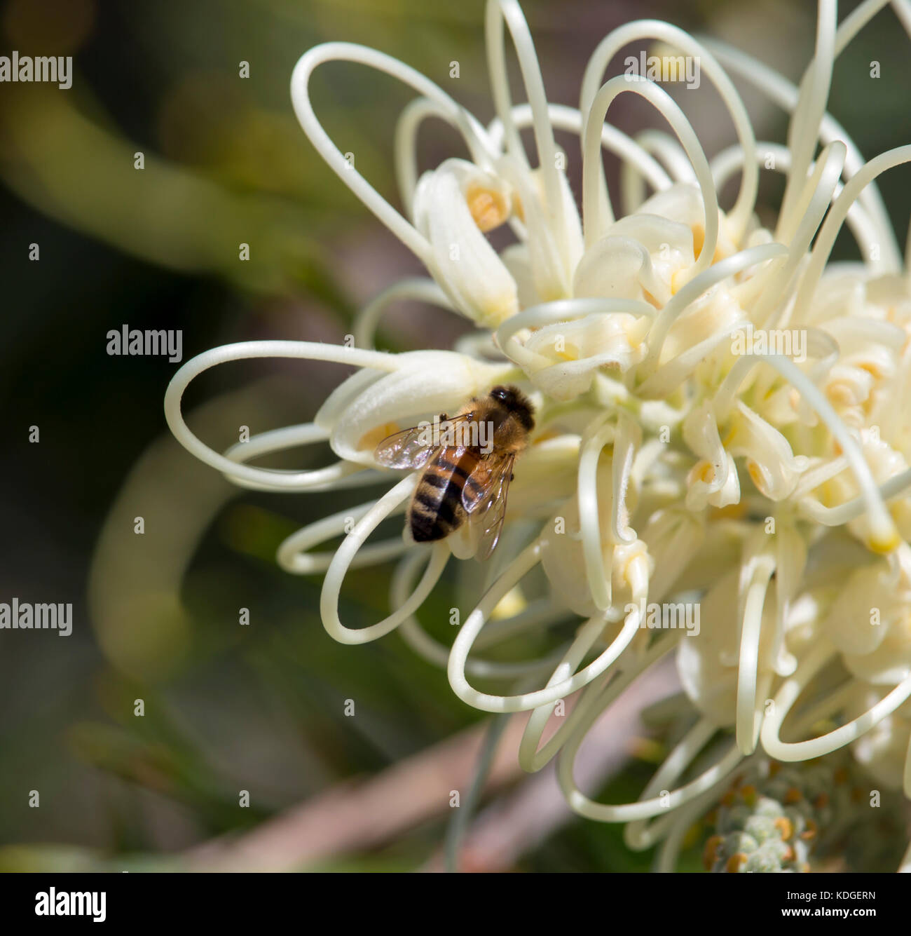 Honey bees gathering sweet nectar from beautiful West Australian native ...