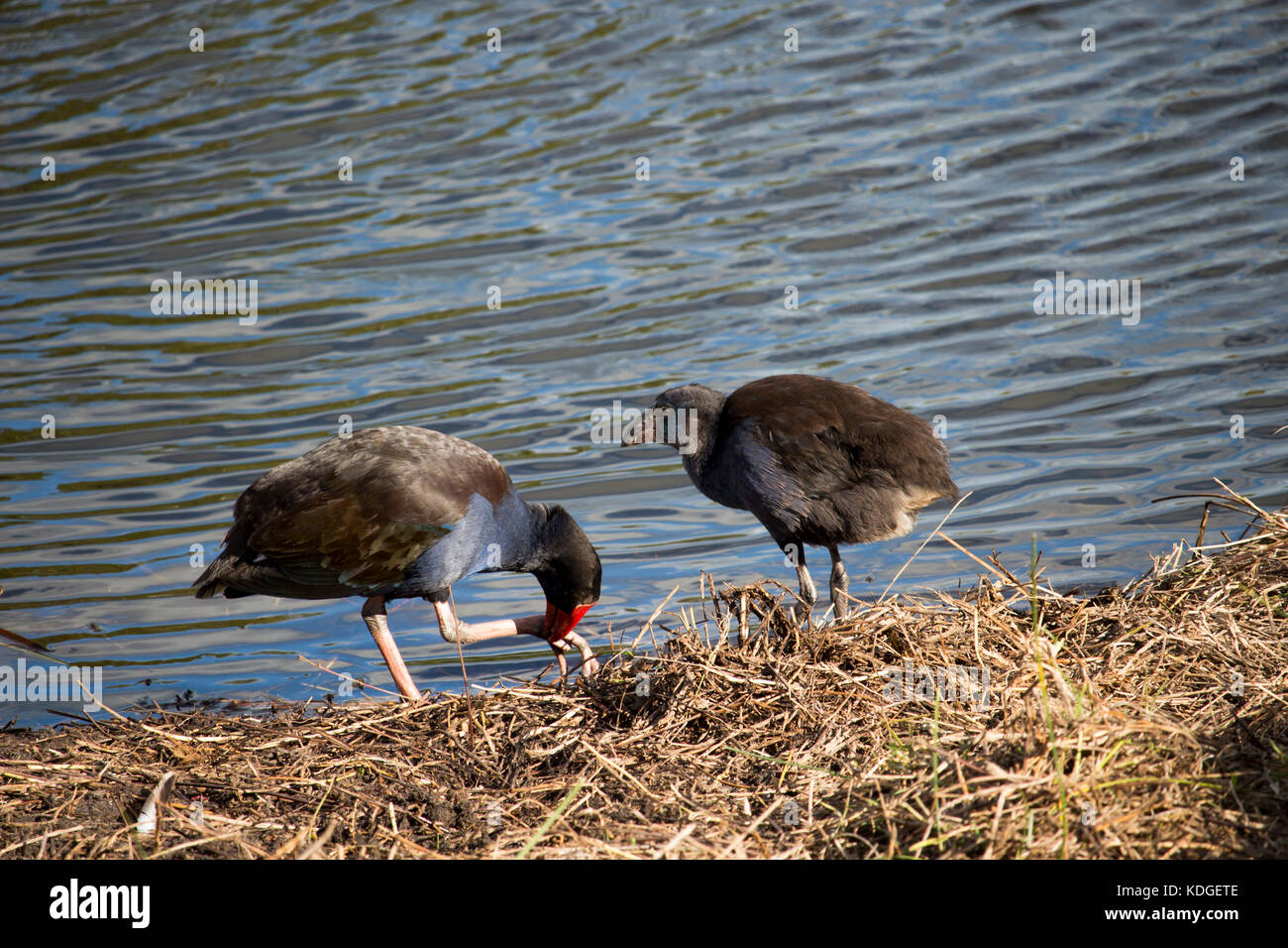 Colorful Purple swamp hen porphyria with its six week old feathered ...