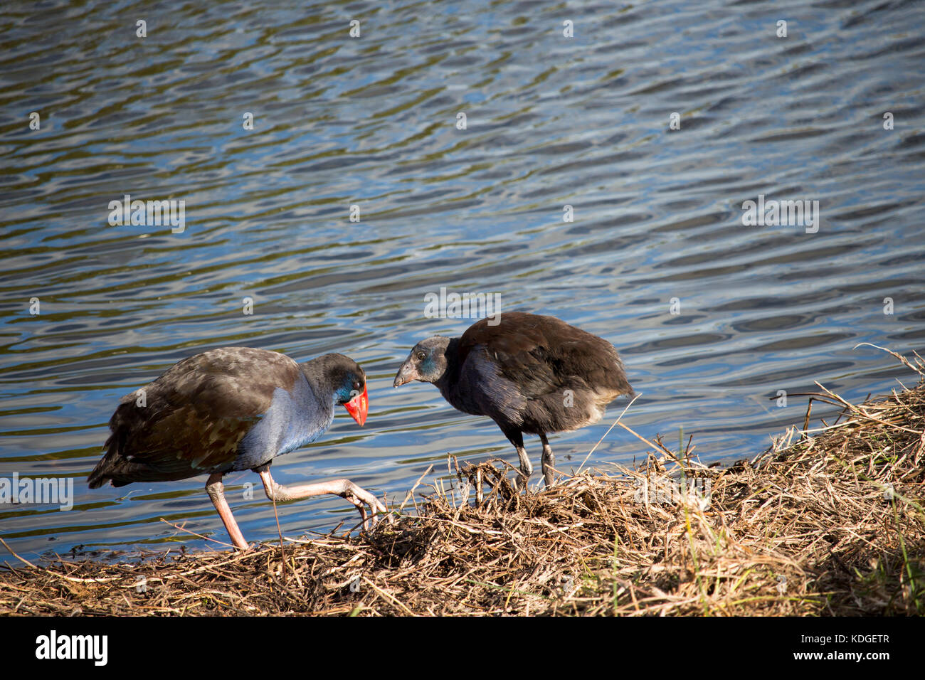 Colorful Purple swamp hen porphyria with its six week old feathered ...
