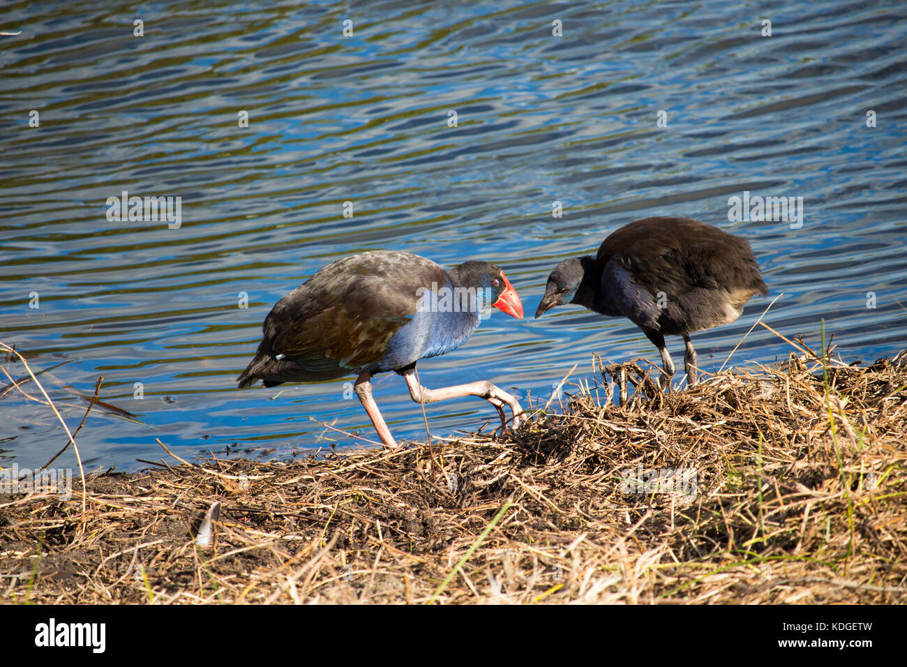 Colorful Purple swamp hen porphyria with its six week old feathered ...
