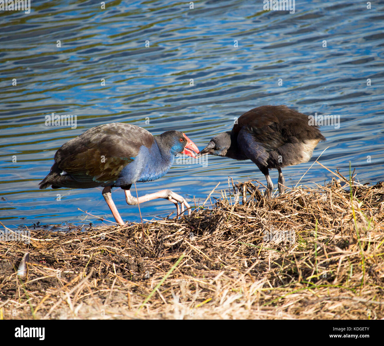 Colorful Purple swamp hen porphyria with its six week old feathered ...