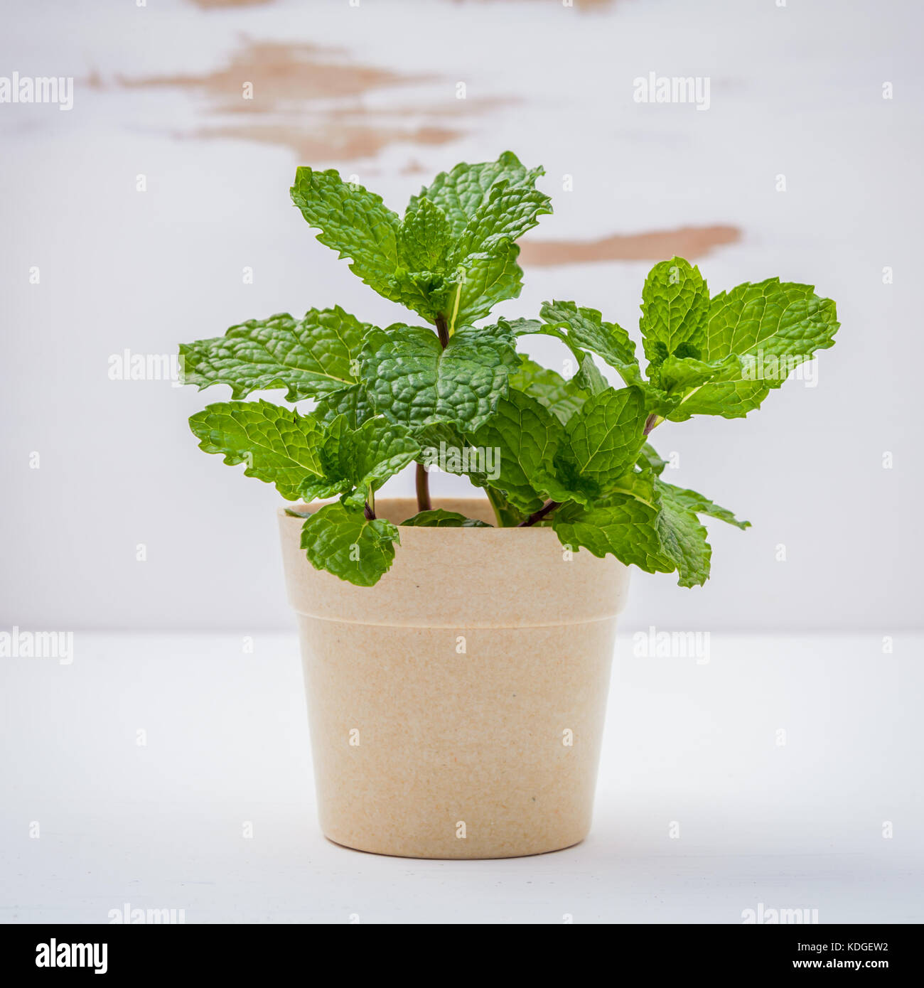 Fresh green mint potted on white shabby wooden background. Green mint ...
