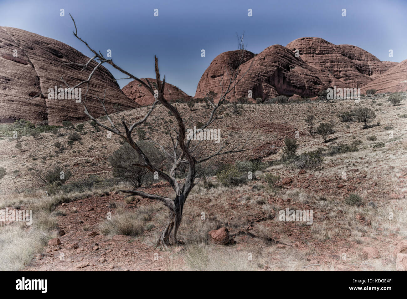 in australia the outback canyon and the dead tree near mountain in the ...
