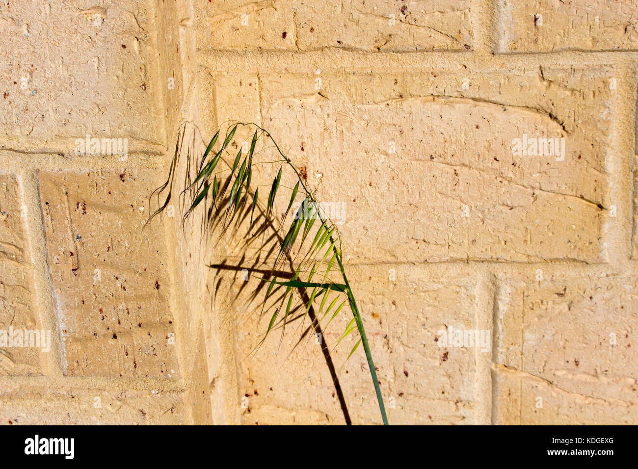 Dried Avena fatua common wild oats growing in spring and summer against ...