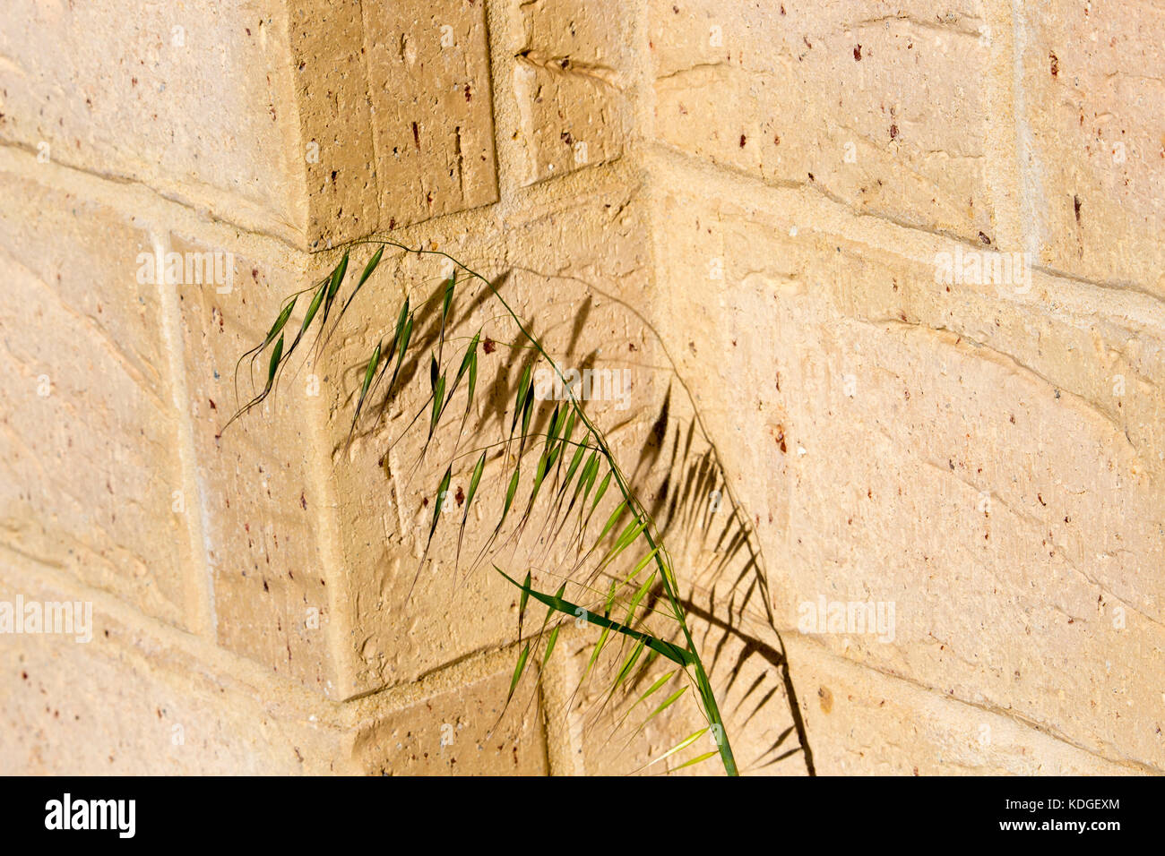 Dried Avena fatua common wild oats growing in spring and summer against ...