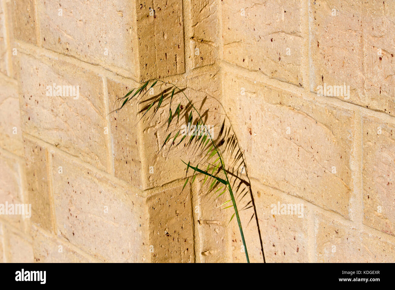 Dried Avena fatua common wild oats growing in spring and summer against ...