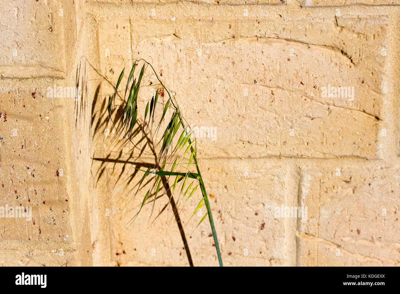 Dried Avena fatua common wild oats growing in spring and summer against ...
