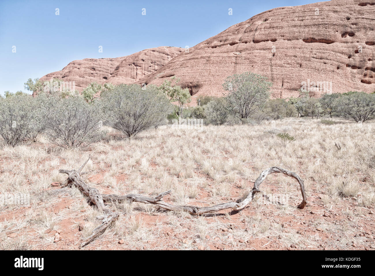 in australia the outback canyon and the dead tree near mountain in the ...