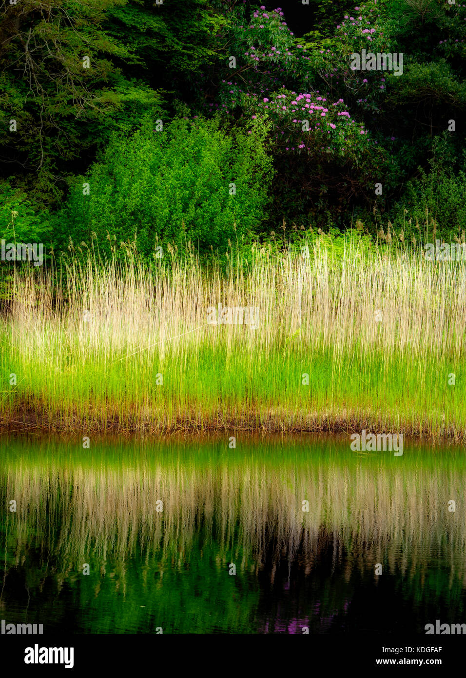 Still waters of Ballynahinch River with edge reeds and rhododendron ...