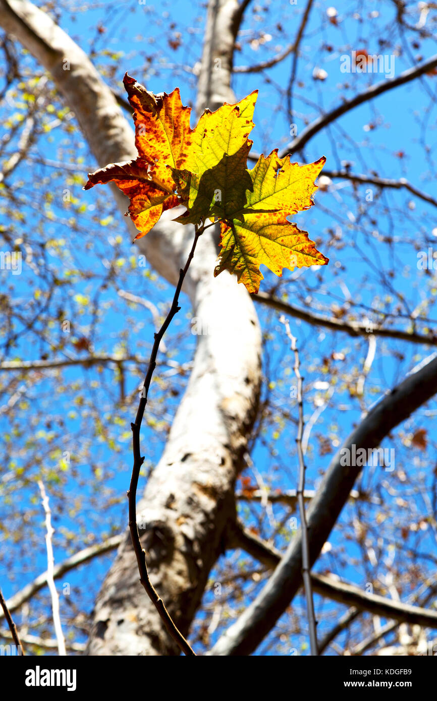 in a park the leaves of autumn like nature concept and background Stock ...
