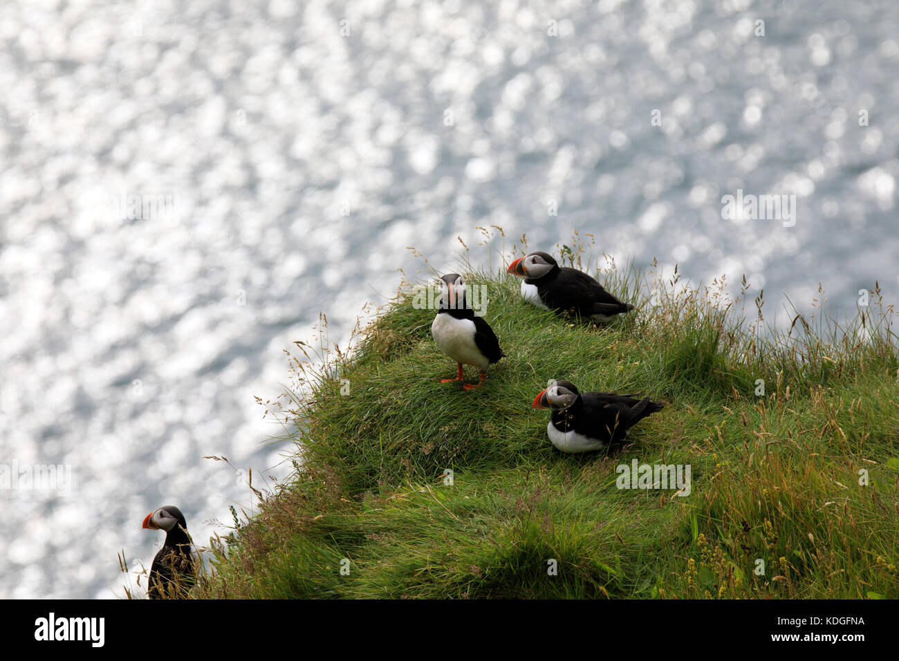 Dyrholaey promontory view, Vik, Iceland, Europe Stock Photo - Alamy