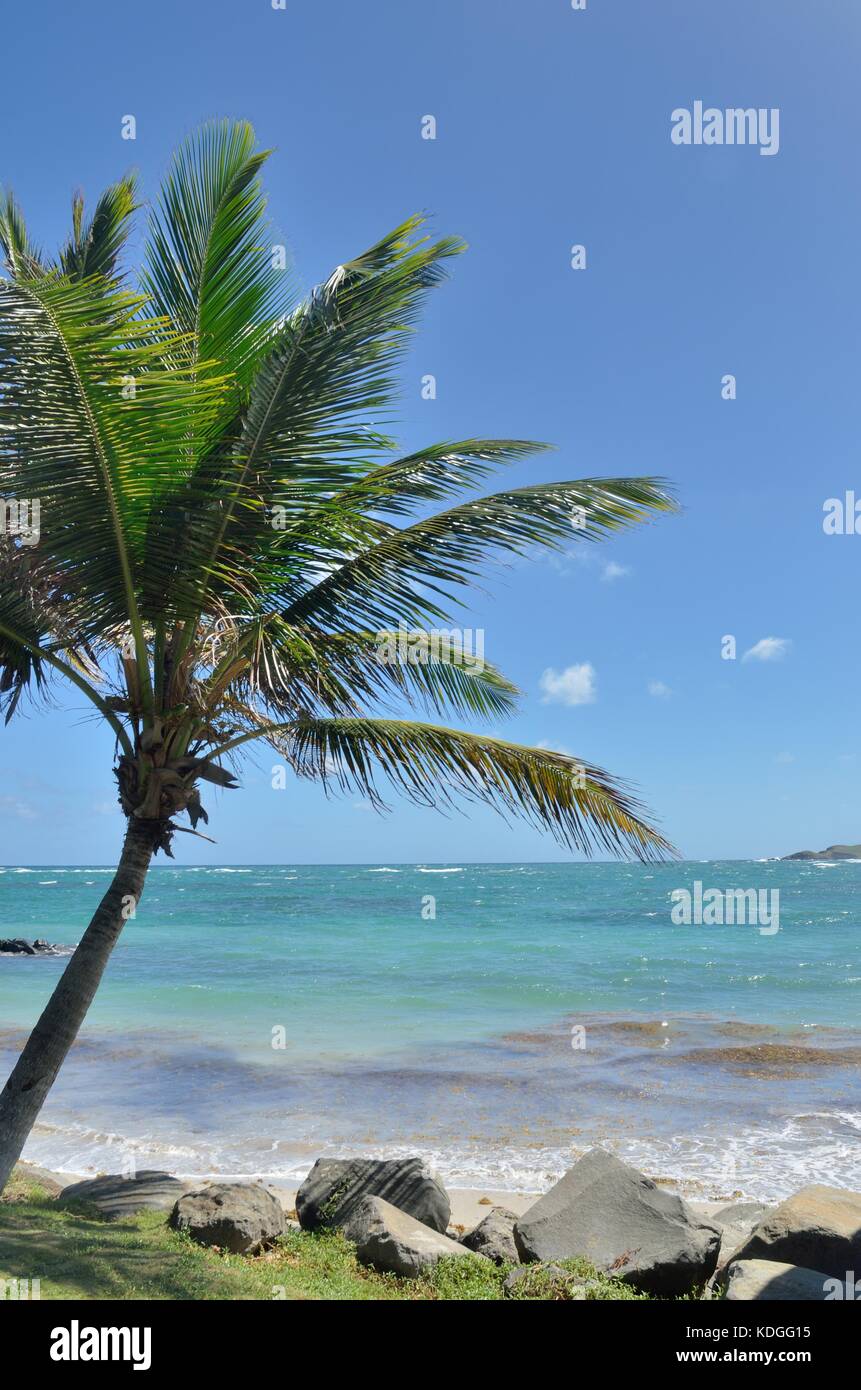 Tree on caribbean beach hi-res stock photography and images - Alamy