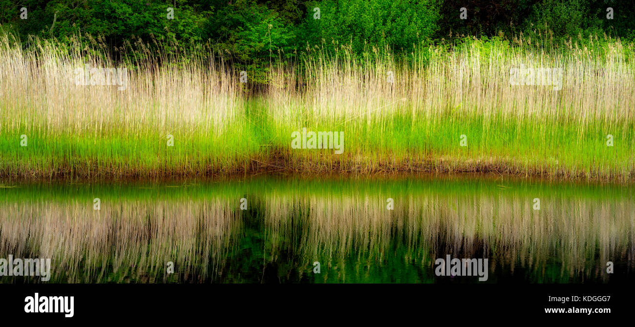 Still waters of Ballynahinch River with edge reeds and rhododendron ...