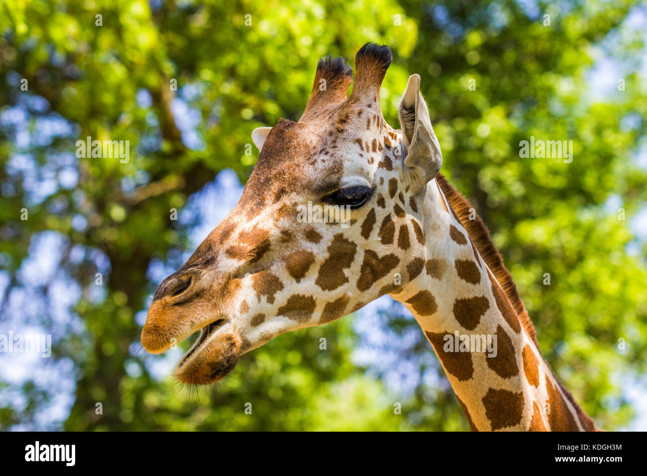 Portrait of a young giraffe against a green background of trees Stock ...