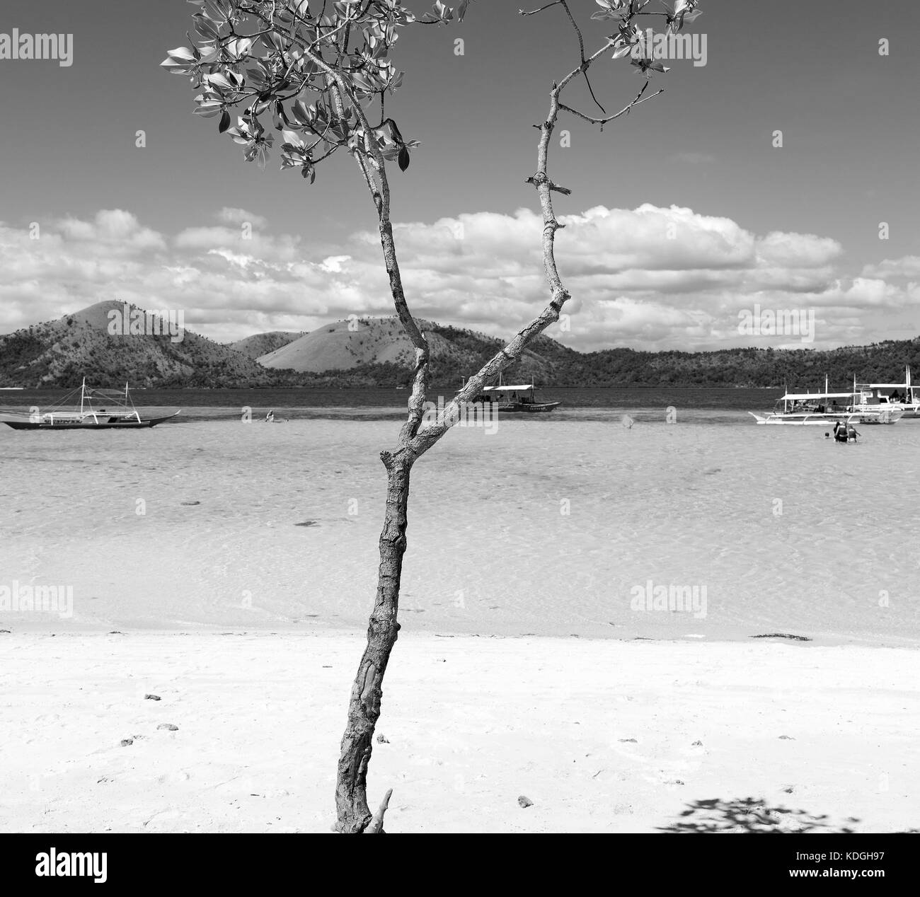 Philippines palawan tree roots Black and White Stock Photos & Images ...