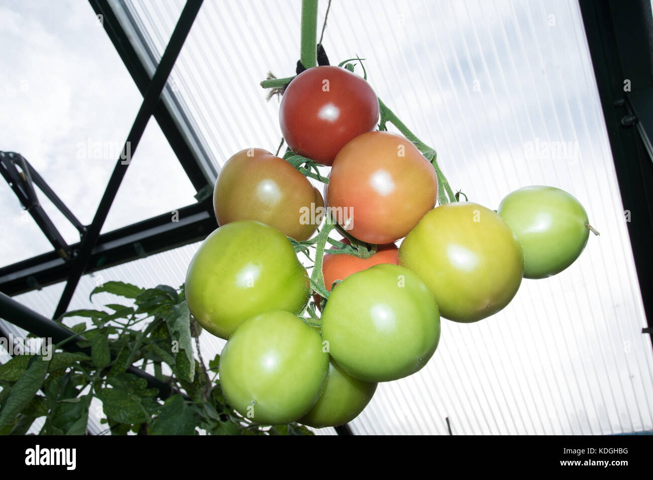 Heavy cropping tomato hi-res stock photography and images - Alamy