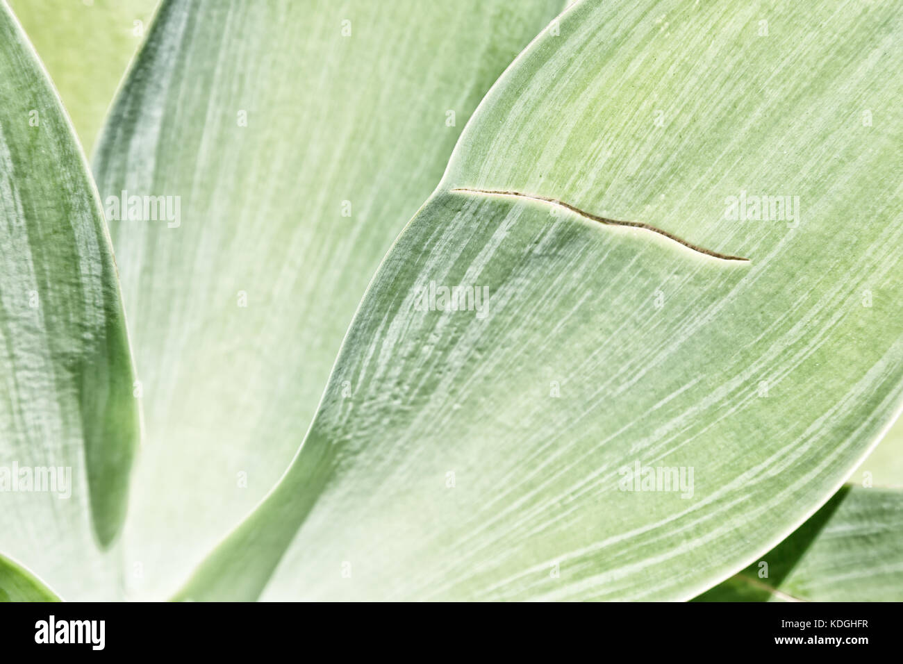 texture and close up of a leaf like abstract background Stock Photo - Alamy