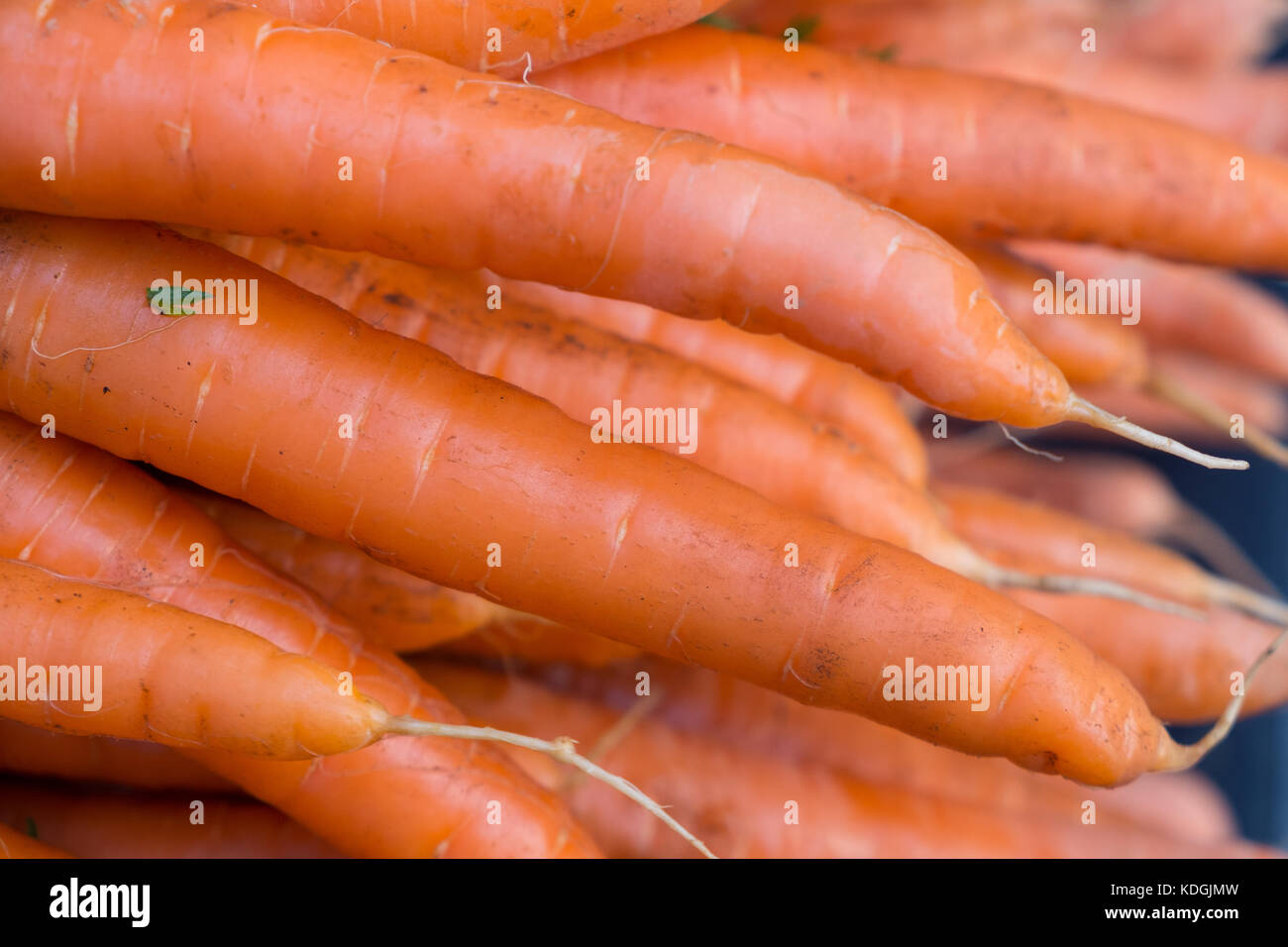fresh carrot vegetables in boxes at a farmers market after harvest ...