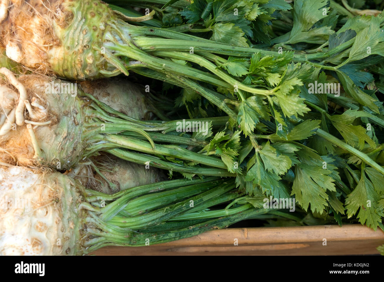 Fresh celery root vegetables in boxes at a farmers market after harvest ...