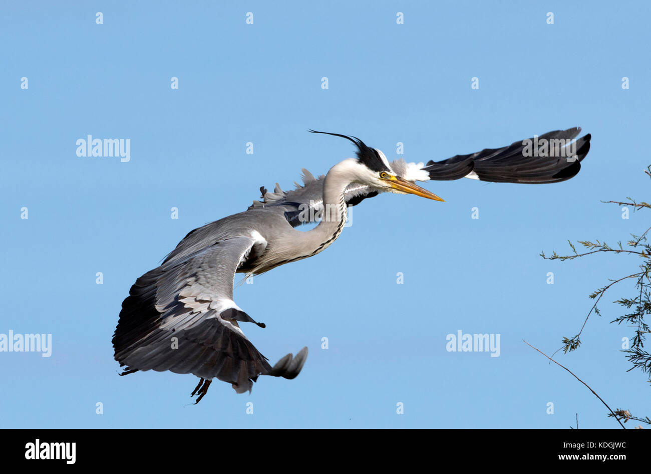 Grey bird sardinia hi-res stock photography and images - Alamy