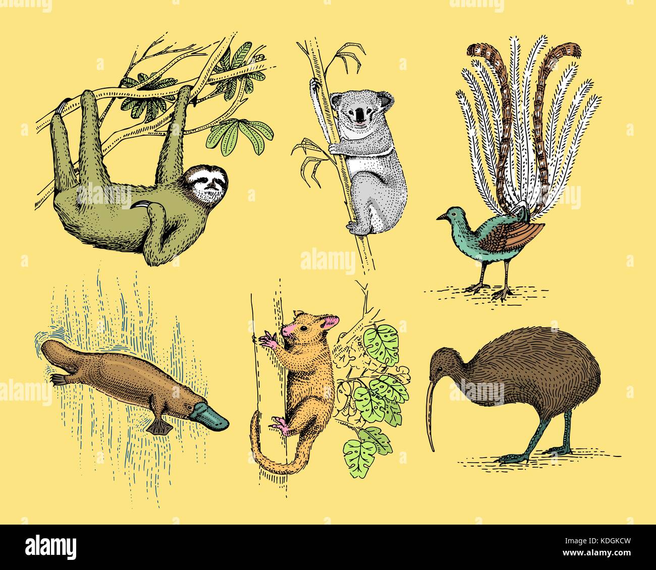 Australian duck bird Stock Vector Images - Alamy