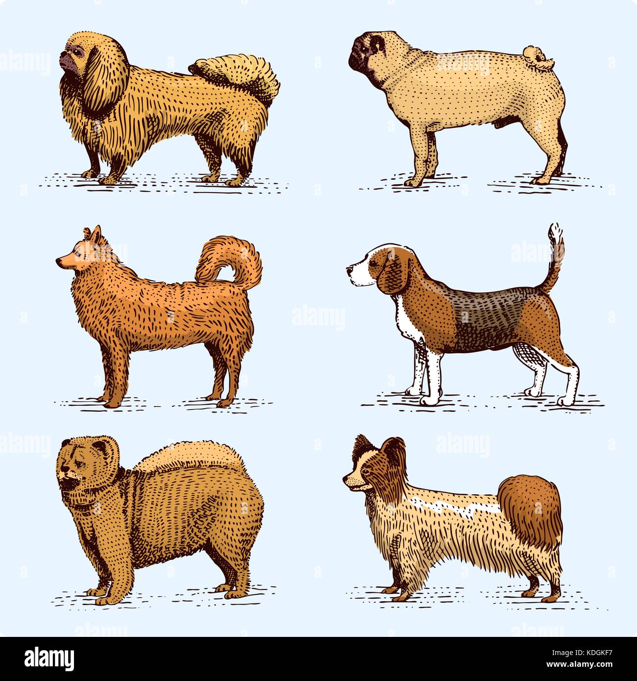 dog breeds engraved, hand drawn vector illustration in woodcut ...