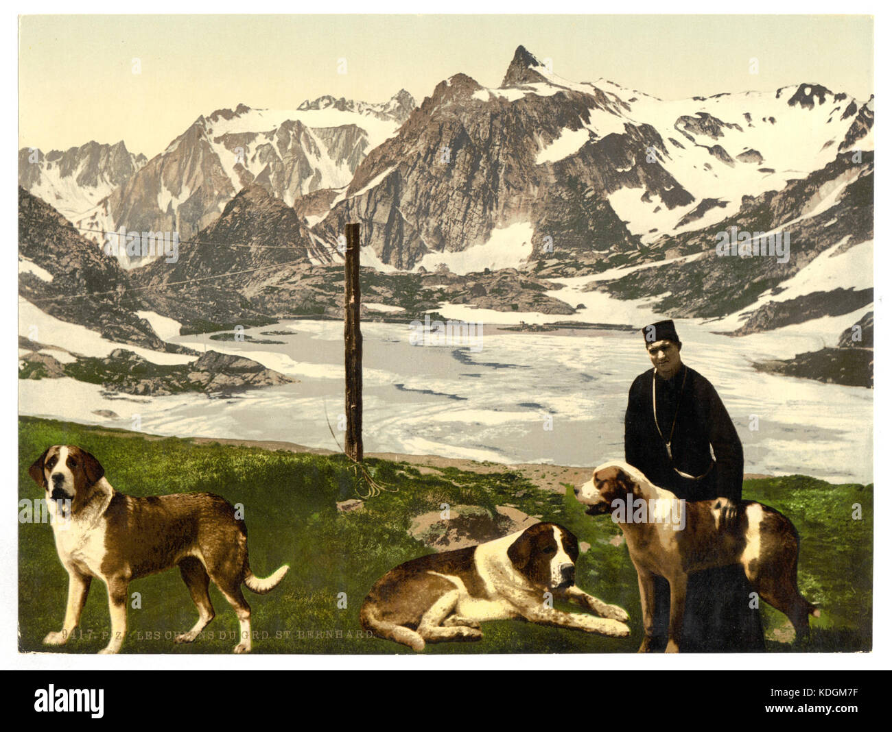 St bernard dogs hi-res stock photography and images - Alamy