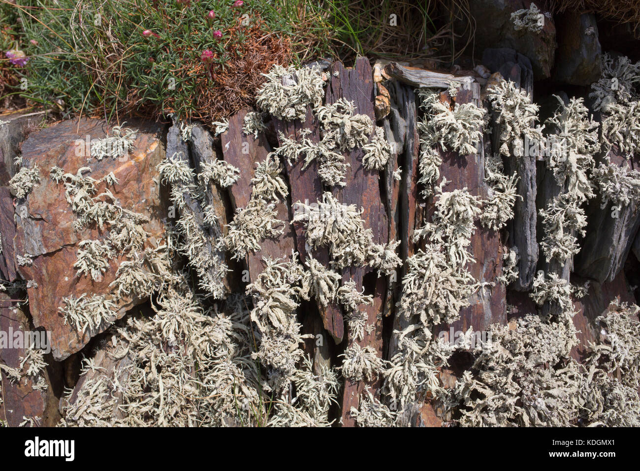 Sea Ivory - on Cornish wall Stock Photo - Alamy