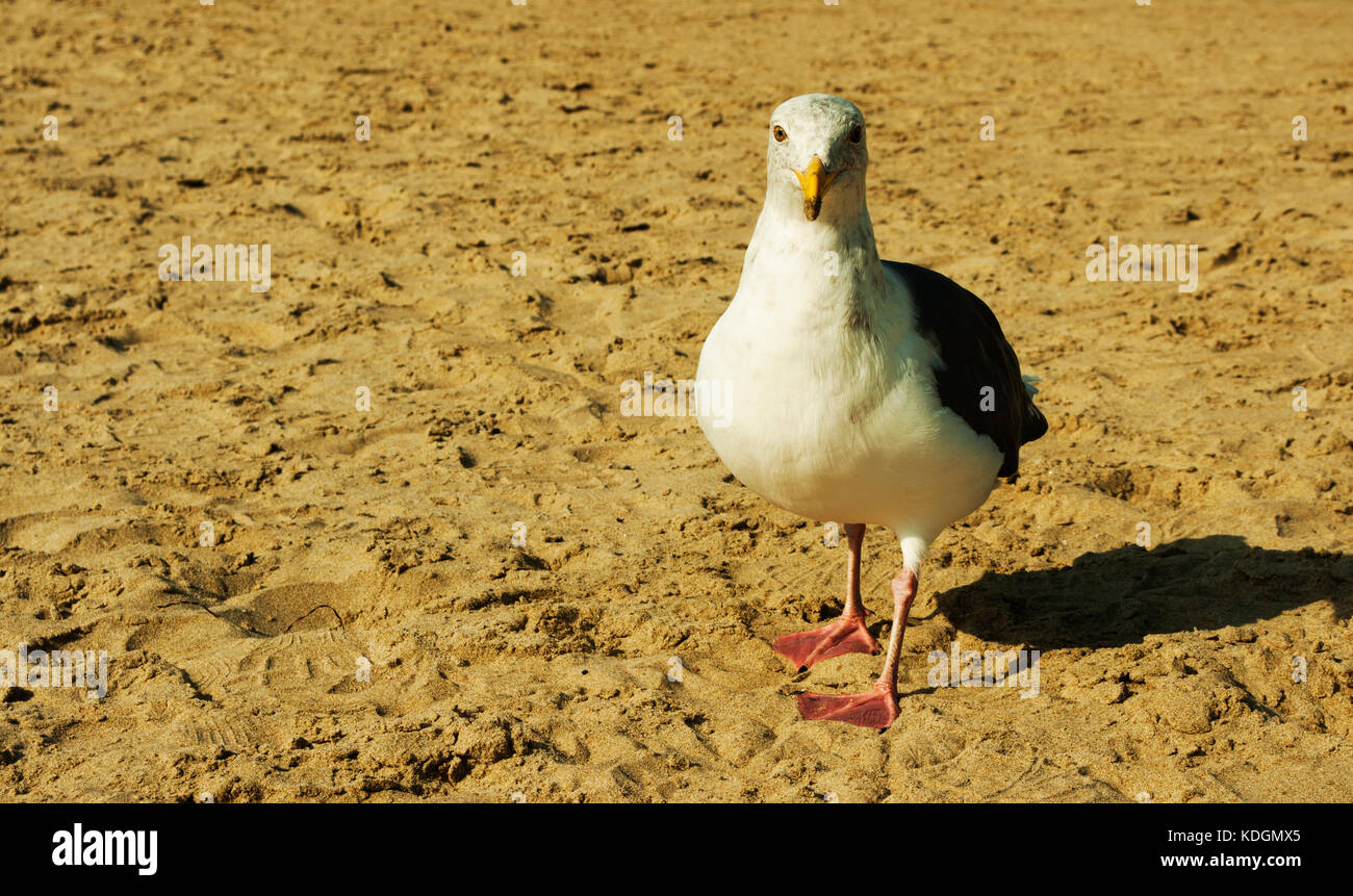Seagull strolling on the beach, Cannon Beach, Oregon USA Stock Photo ...
