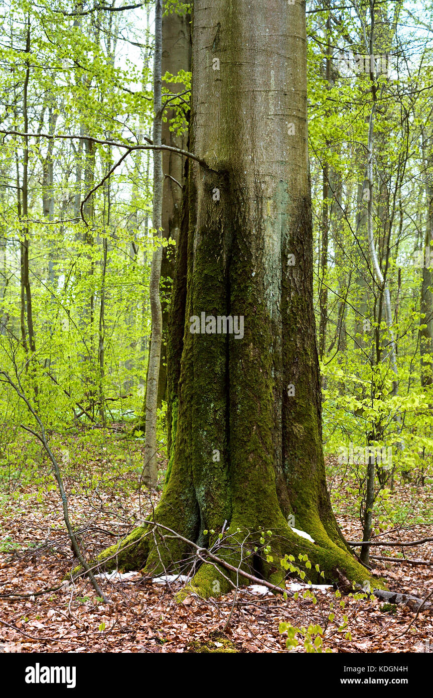 tree trunks covered with moss in the forest Stock Photo - Alamy