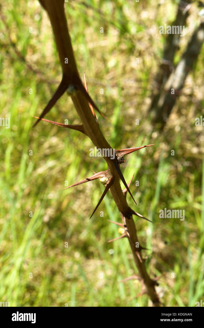 Thorns acacia tree sharp hi-res stock photography and images - Alamy