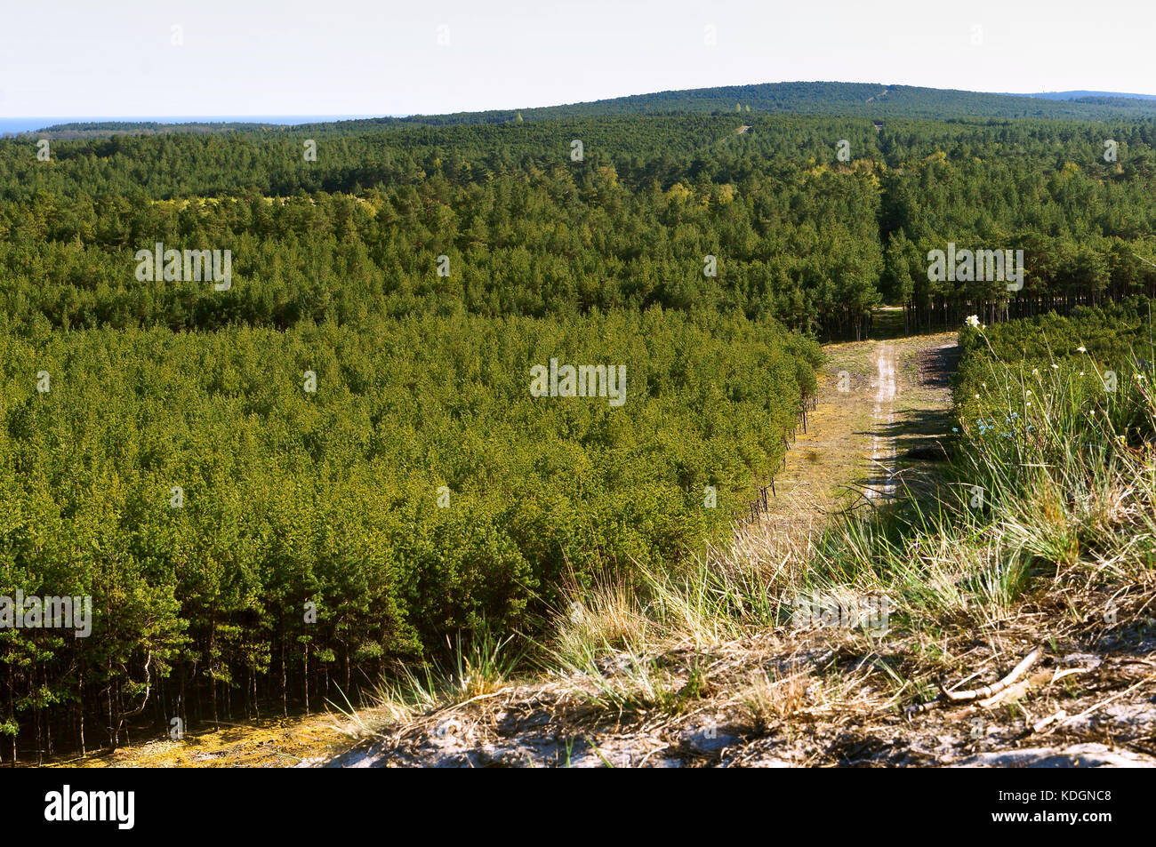 Overgrown road hi-res stock photography and images - Alamy