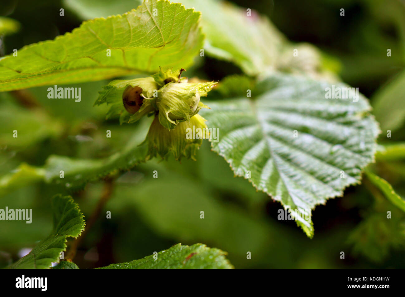 thickets of hazelnut, a shrub hazel Stock Photo - Alamy