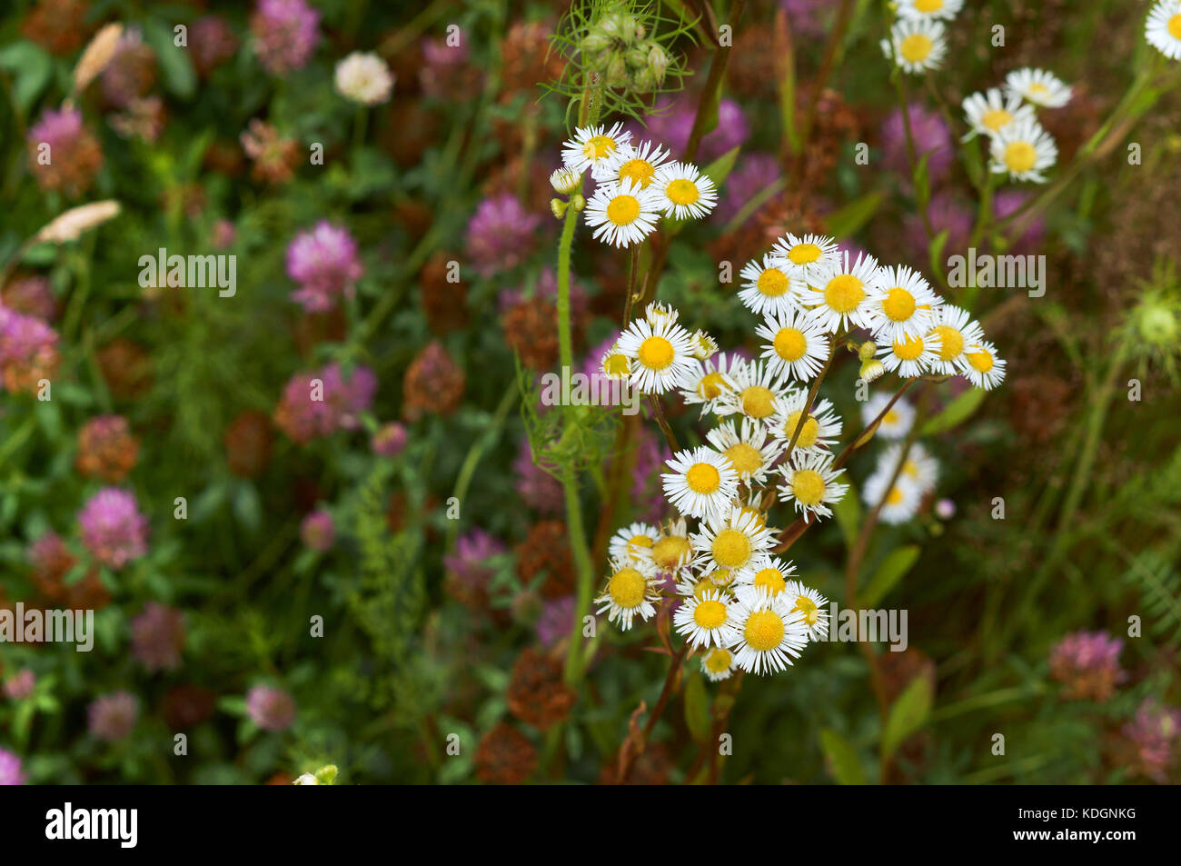 field of flowers, green grass flower meadow Stock Photo - Alamy