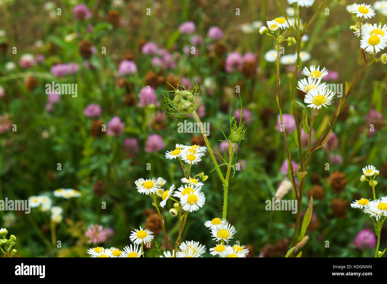 field of flowers, green grass flower meadow Stock Photo - Alamy