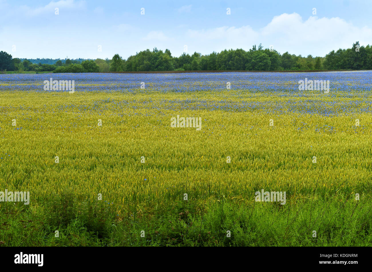 field of flowers, green grass flower meadow Stock Photo - Alamy