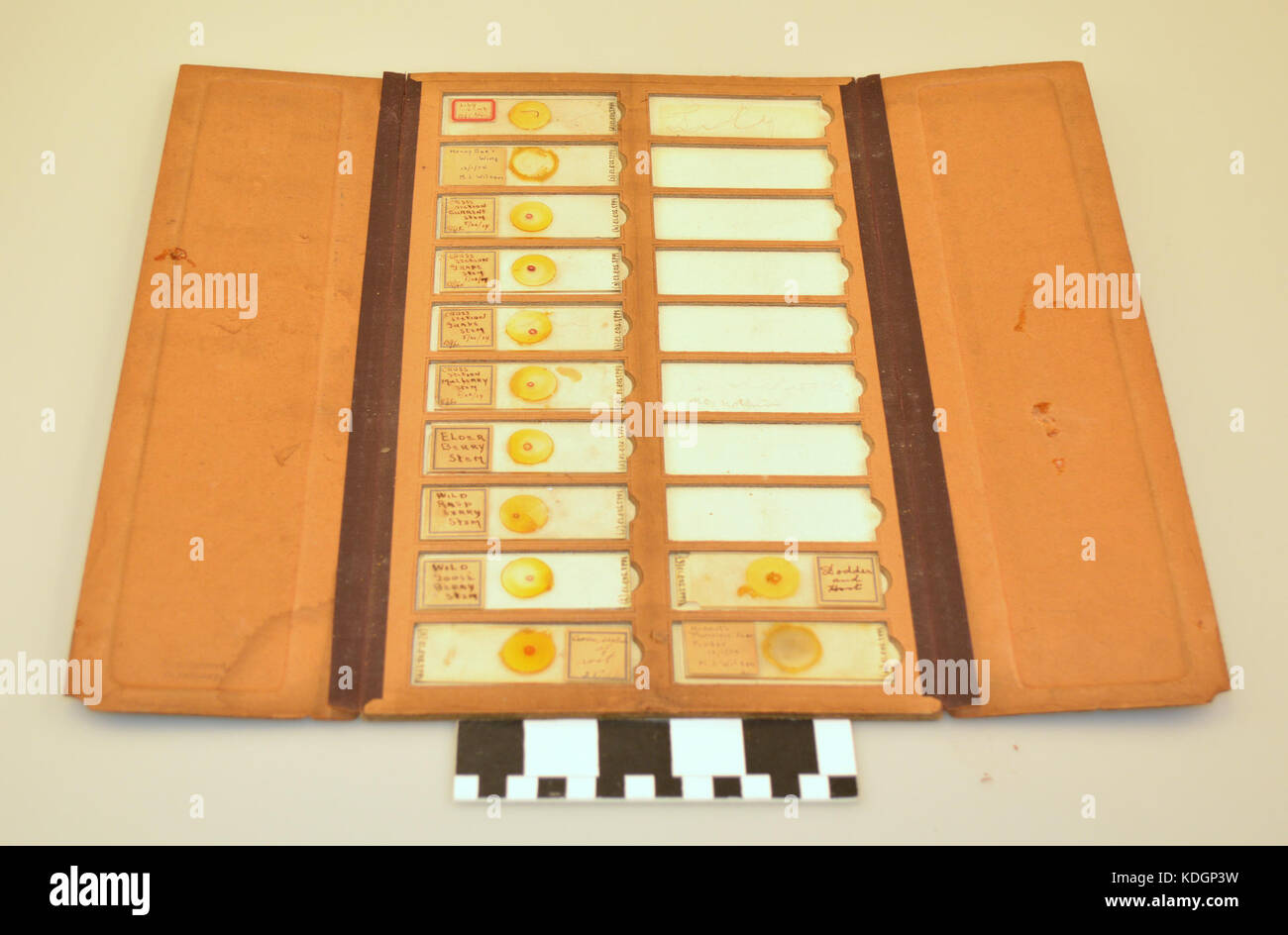 Set specimen hi-res stock photography and images - Alamy