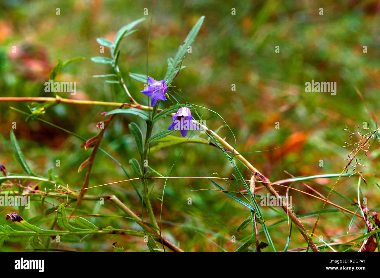 field of flowers, green grass flower meadow Stock Photo - Alamy