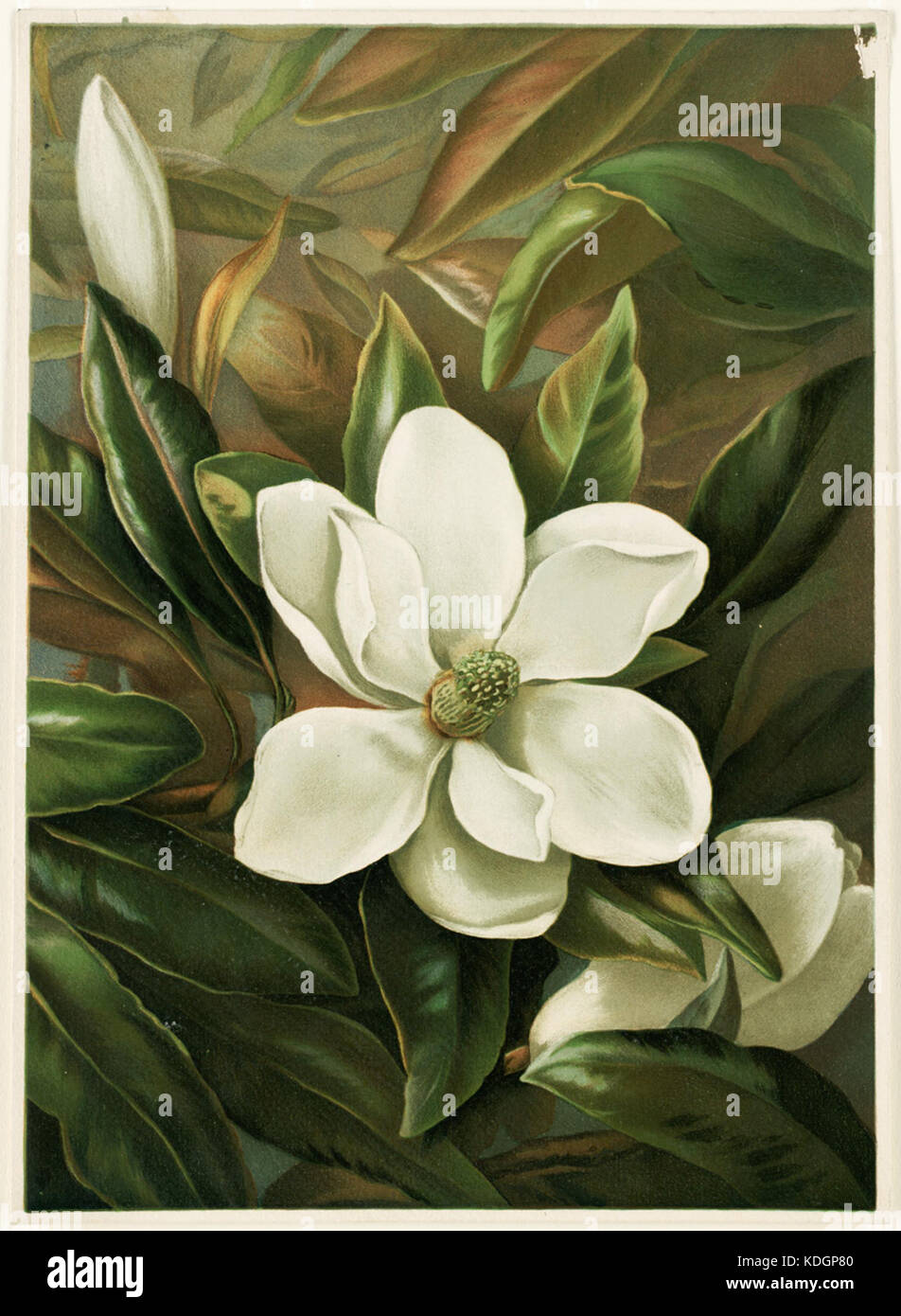 Magnolia Grandiflora (Boston Public Library Stock Photo - Alamy