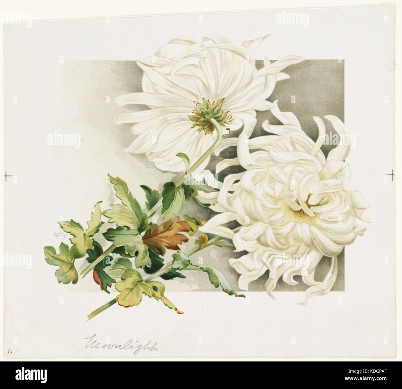 Moonlight (Boston Public Library Stock Photo - Alamy