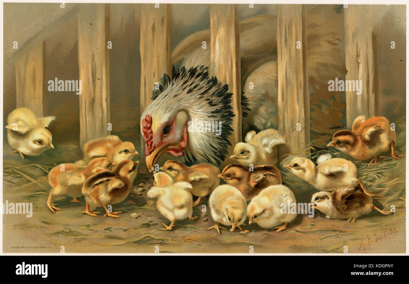 Chicken cartoon illustration hi-res stock photography and images - Alamy