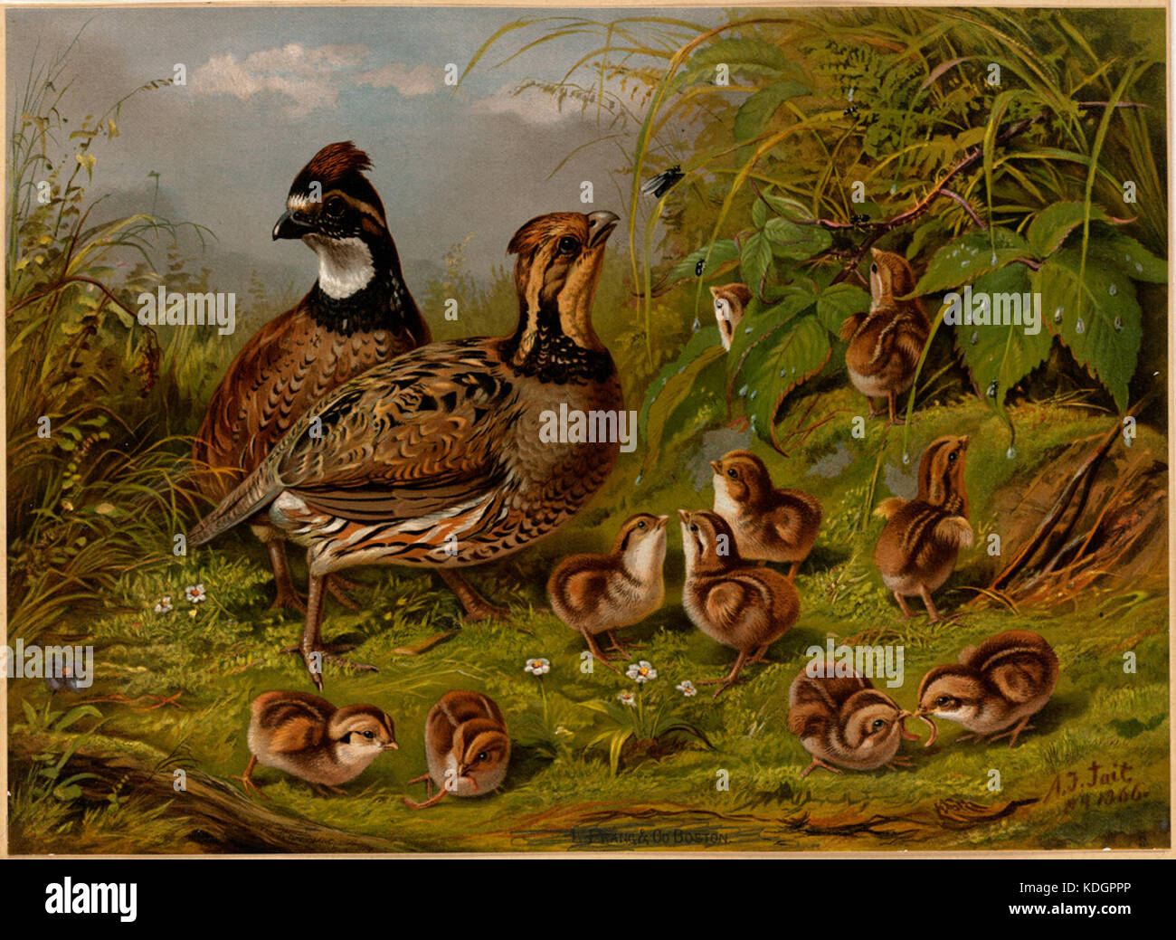 Quail (Boston Public Library Stock Photo - Alamy